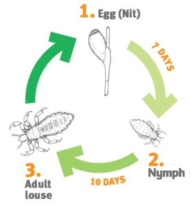 Head Lice Facts - Neutralice